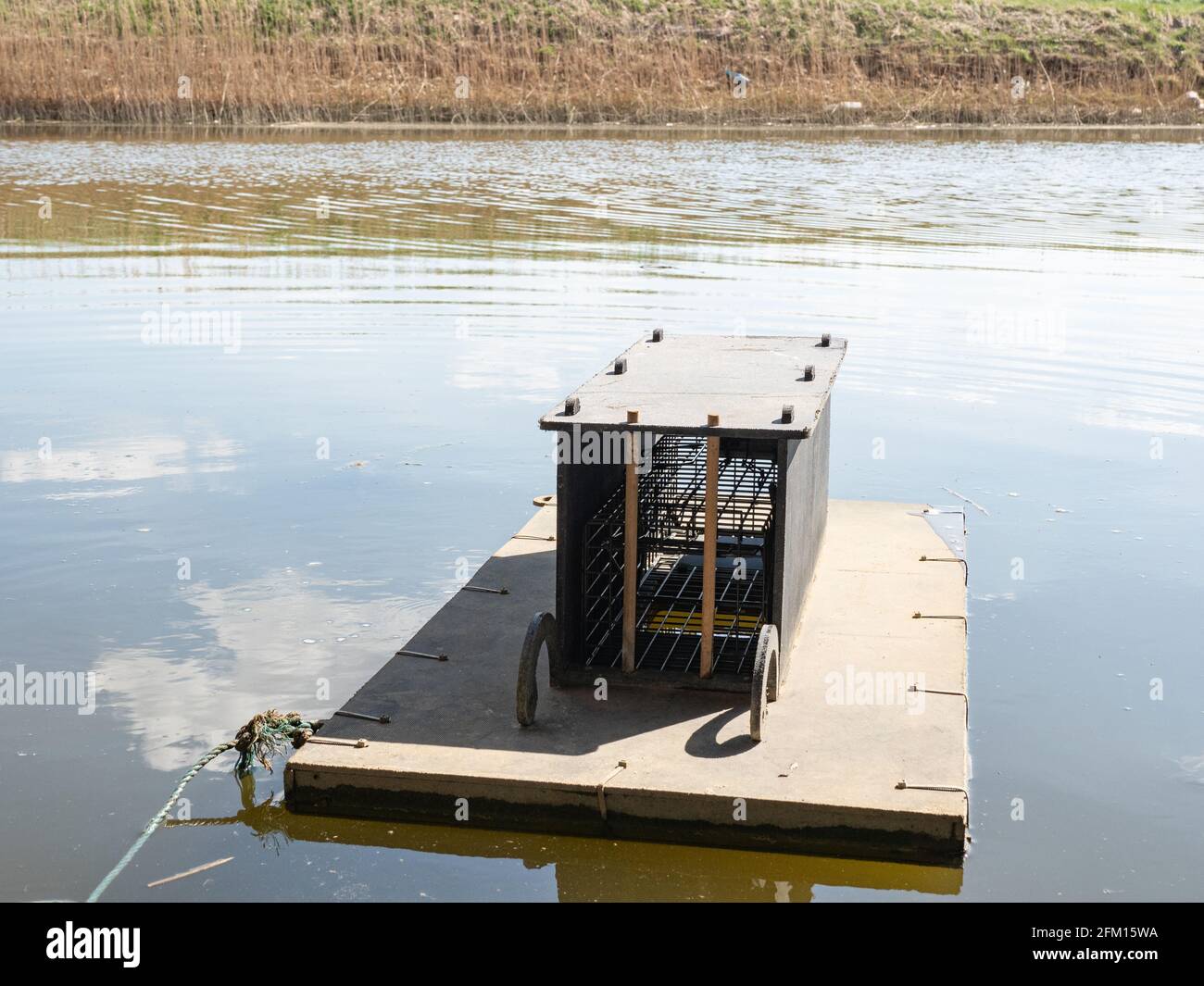 Smart floating mink trap on fenland drainage channel Stock Photo - Alamy