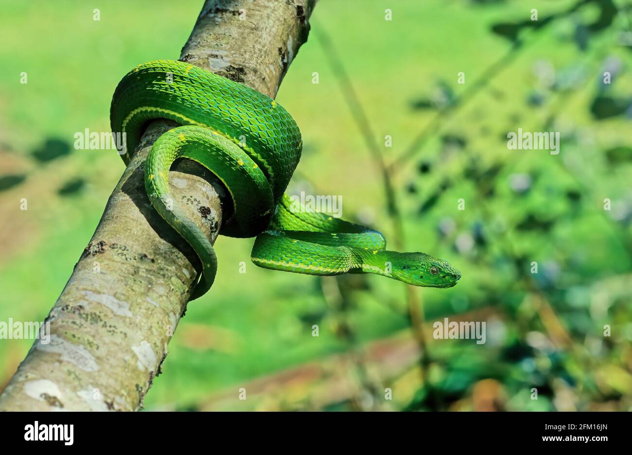Bothriechis lateralis is a venomous pit viper species found in the ...