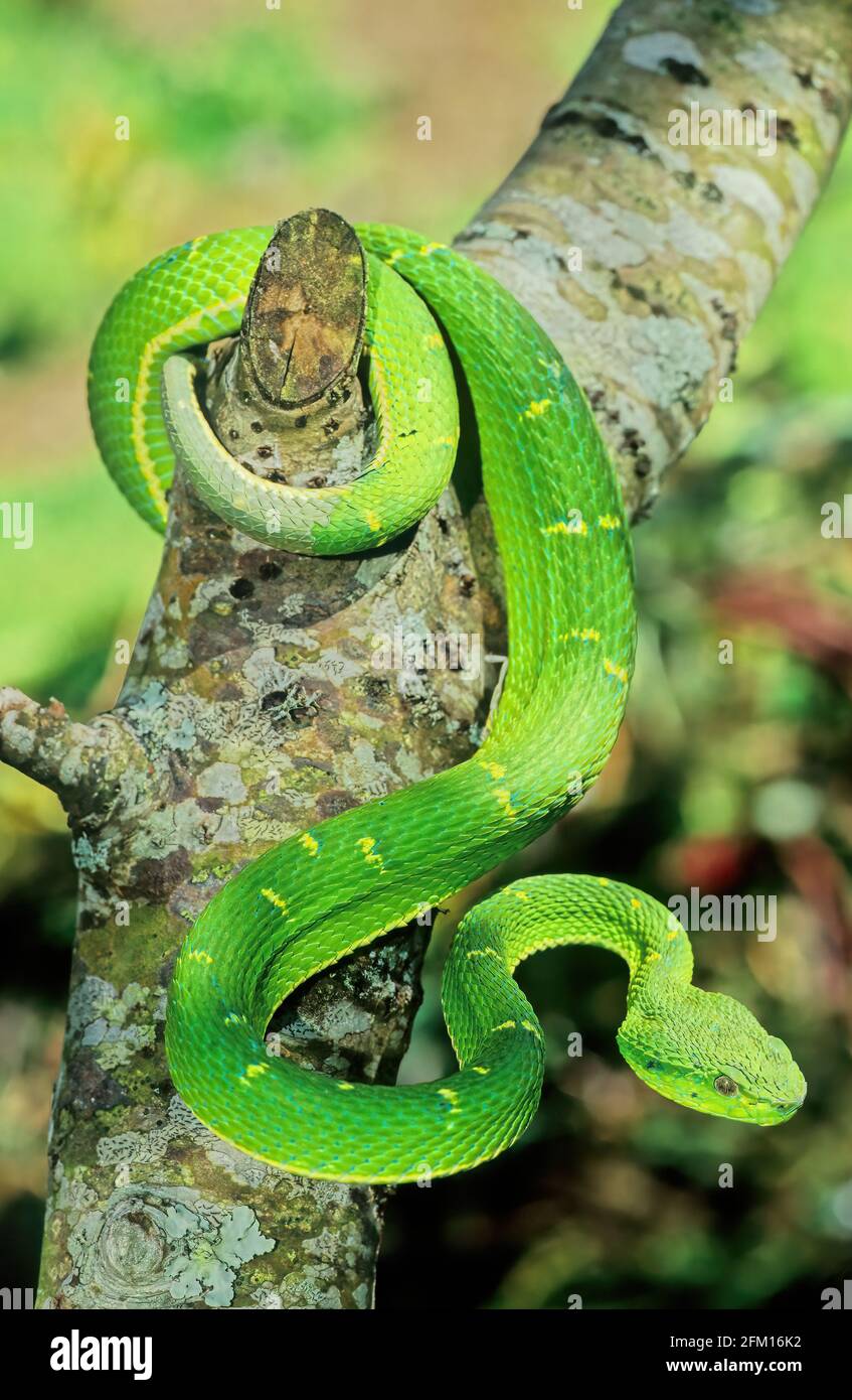 Poisonous Snakes In Costa Rica