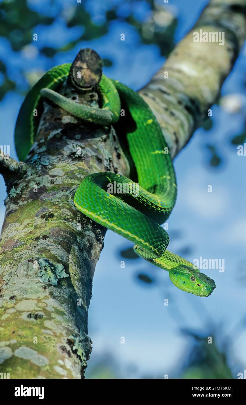Bothriechis lateralis is a venomous pit viper species found in the ...