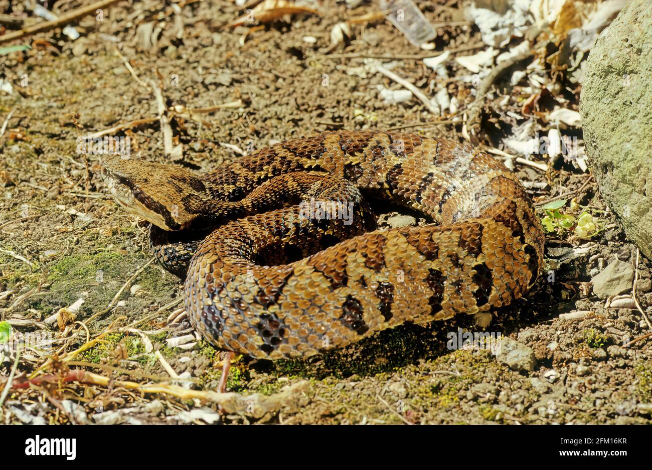 Bothrops atrox — also known as the common lancehead, fer-de-lance ...