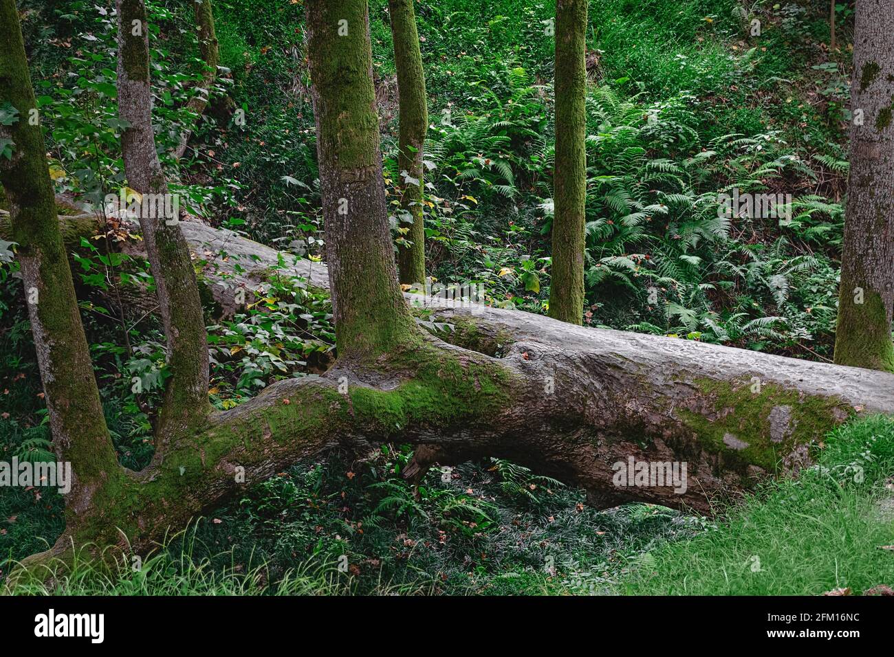 Bridge Over Ravine High Resolution Stock Photography and Images - Alamy