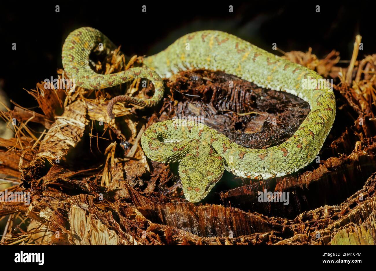 Pit Viper Family
