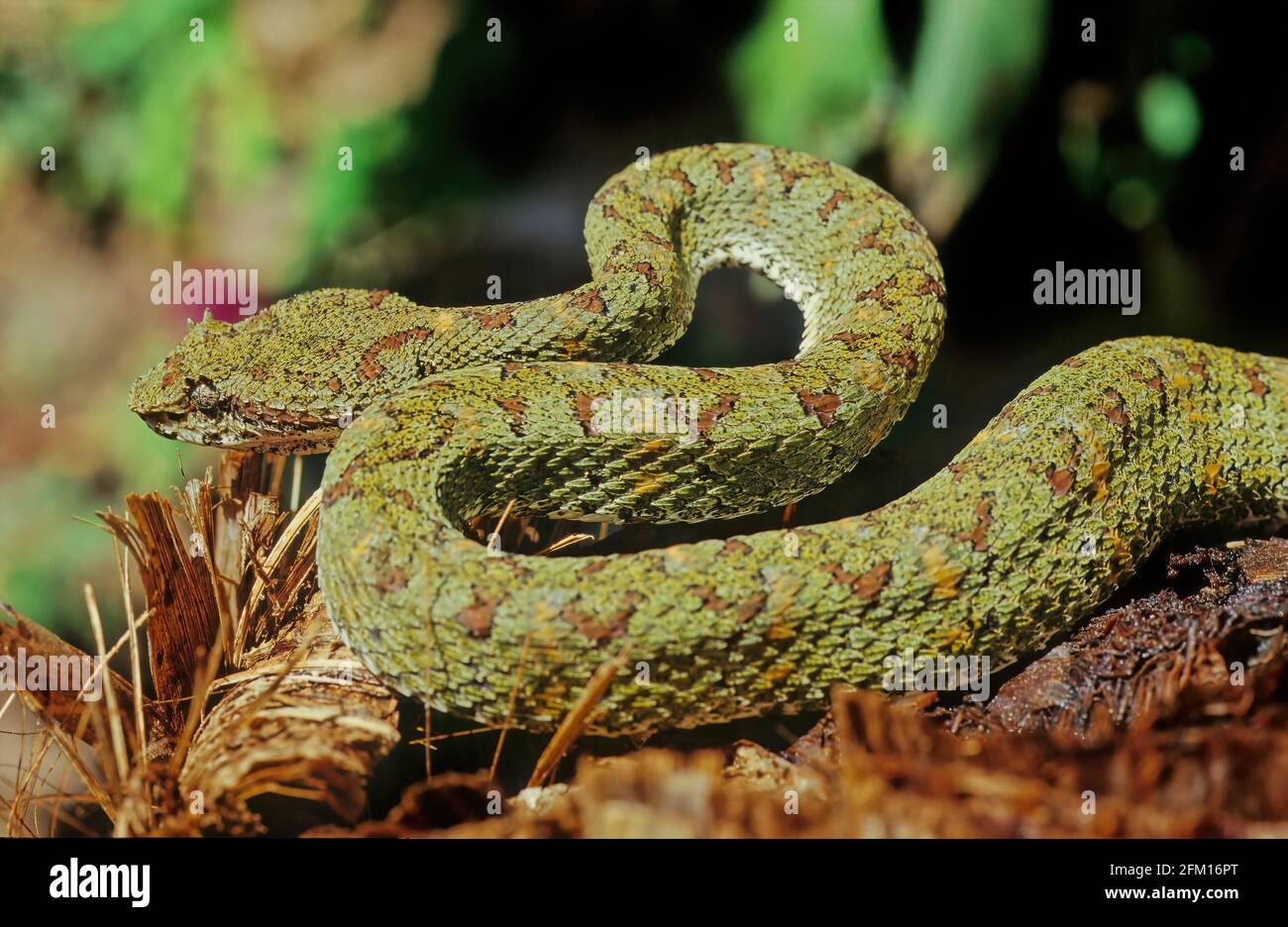 Bothriechis schlegelii, known commonly as the eyelash viper, is a ...