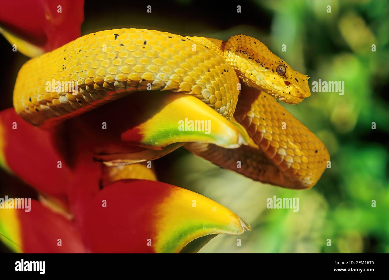 Bothriechis schlegelii, known commonly as the eyelash viper, is a ...