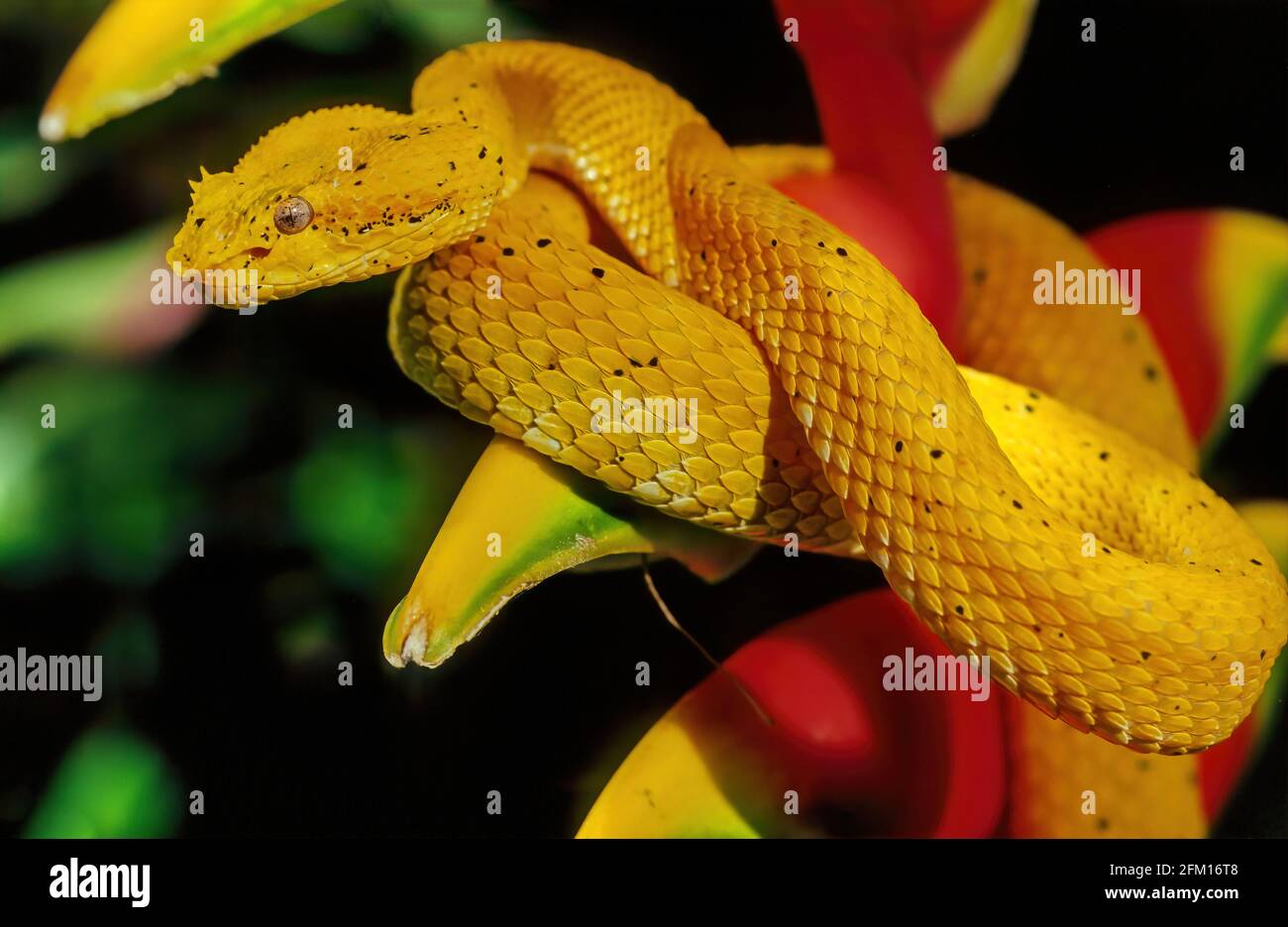 Bothriechis schlegelii, known commonly as the eyelash viper, is a ...