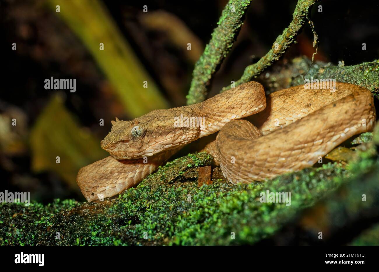 Bothriechis schlegelii species hi-res stock photography and images - Alamy