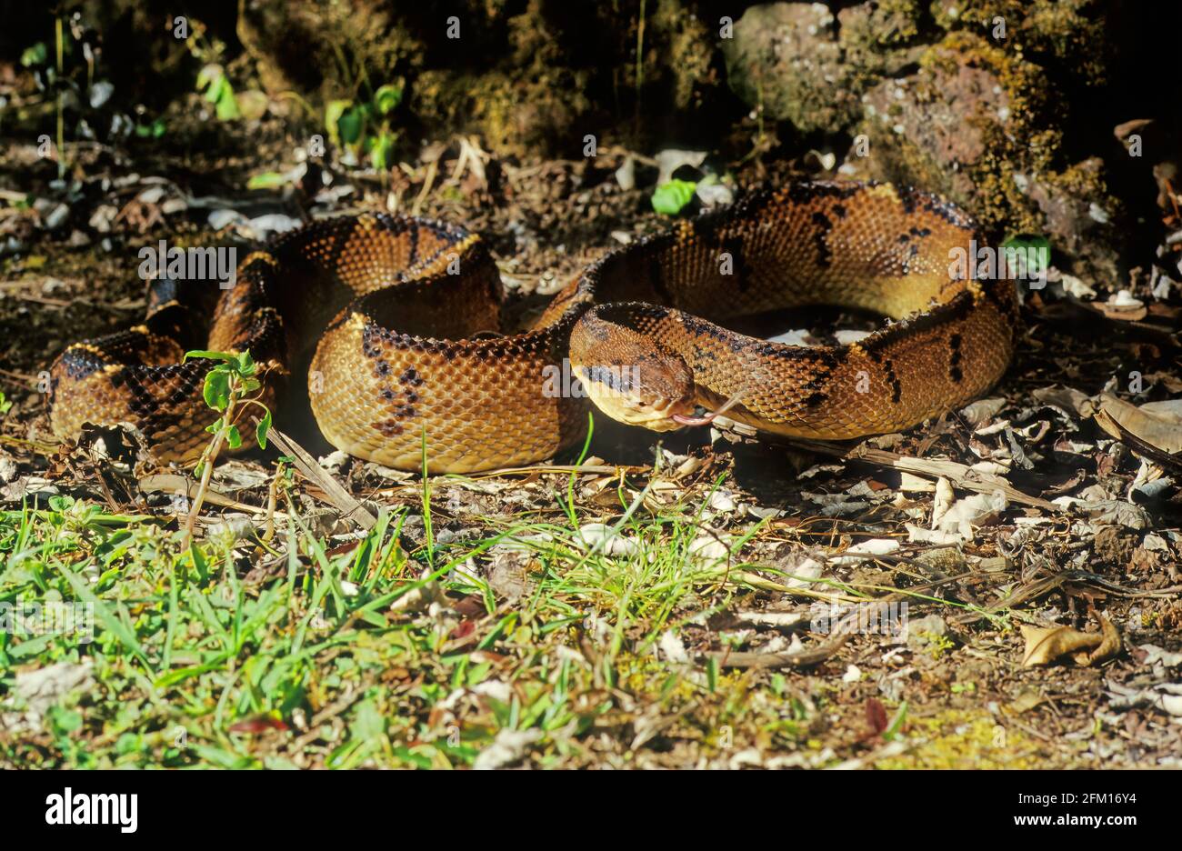 Atlantic bushmaster hi-res stock photography and images - Alamy