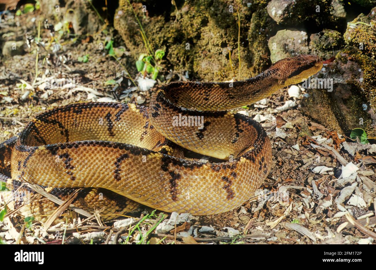 Bushmaster snake tongue hi-res stock photography and images - Alamy