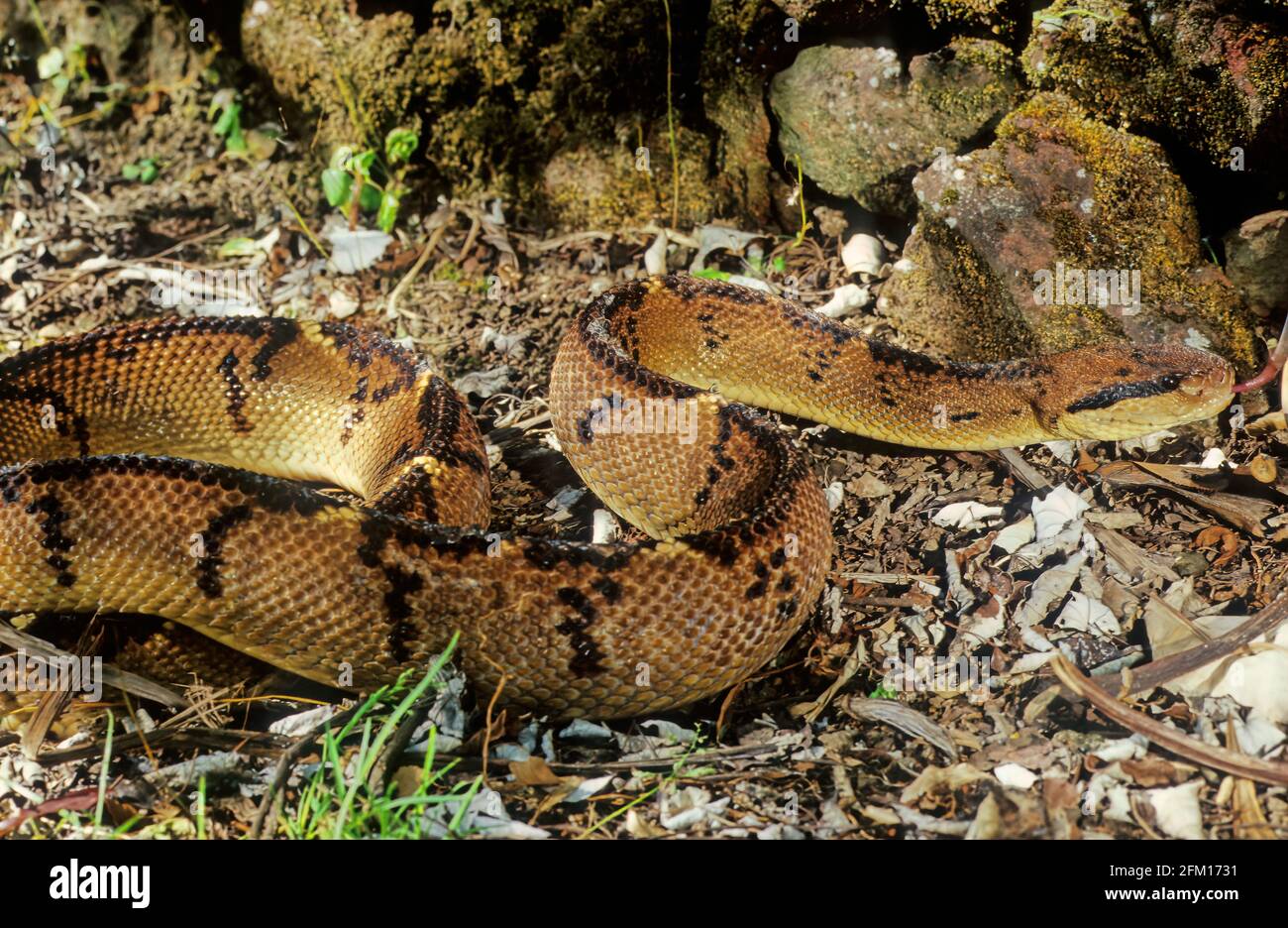Lachesis muta, also known as the Southern American bushmaster or ...