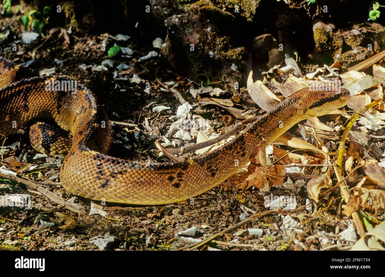 Lachesis Muta High Resolution Stock Photography and Images - Alamy