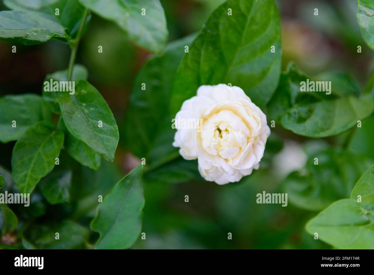 a fresh jasmine in garden Stock Photo - Alamy