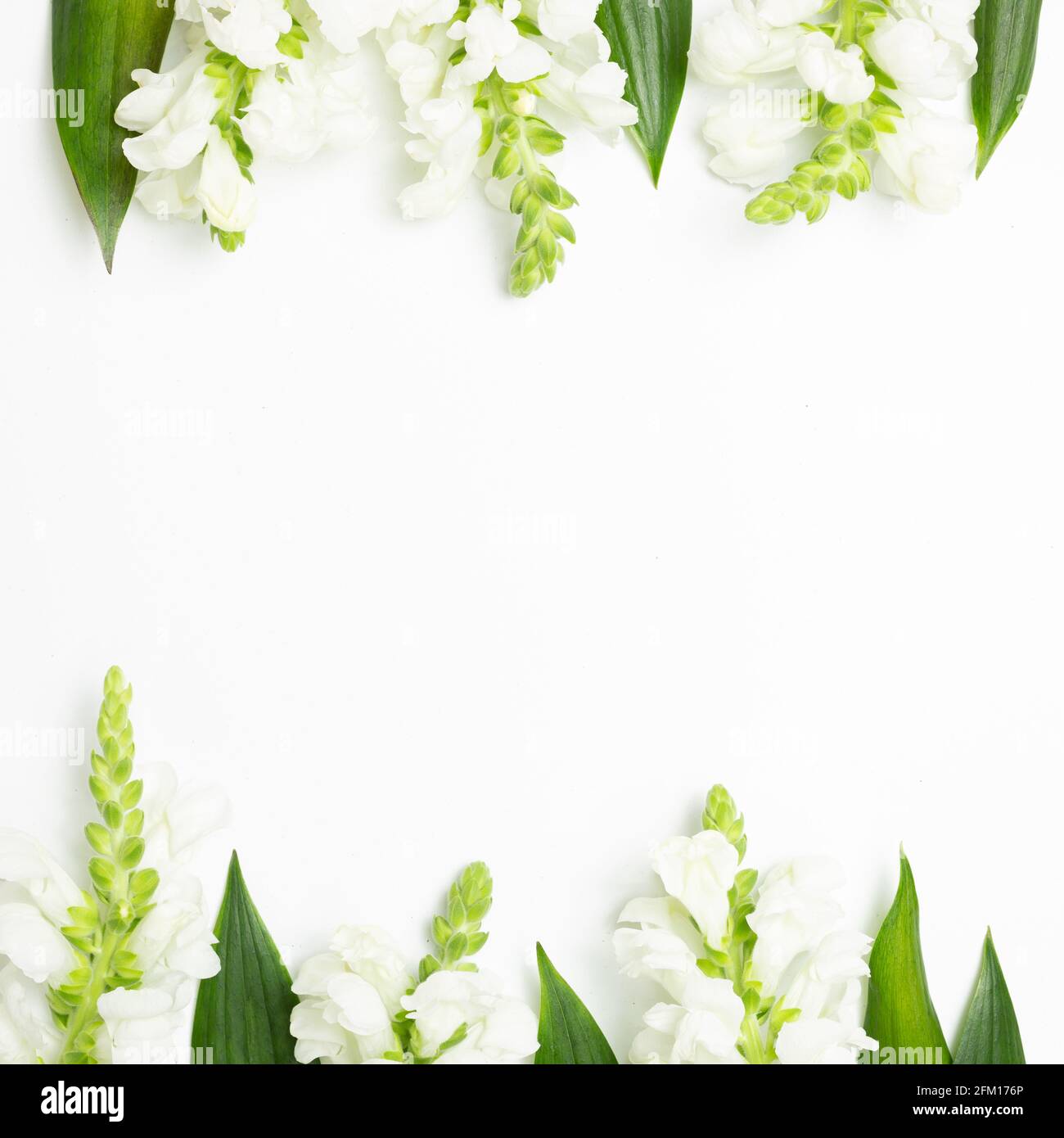 White snapdragon flowers on white background. flat lay, top view, copy ...