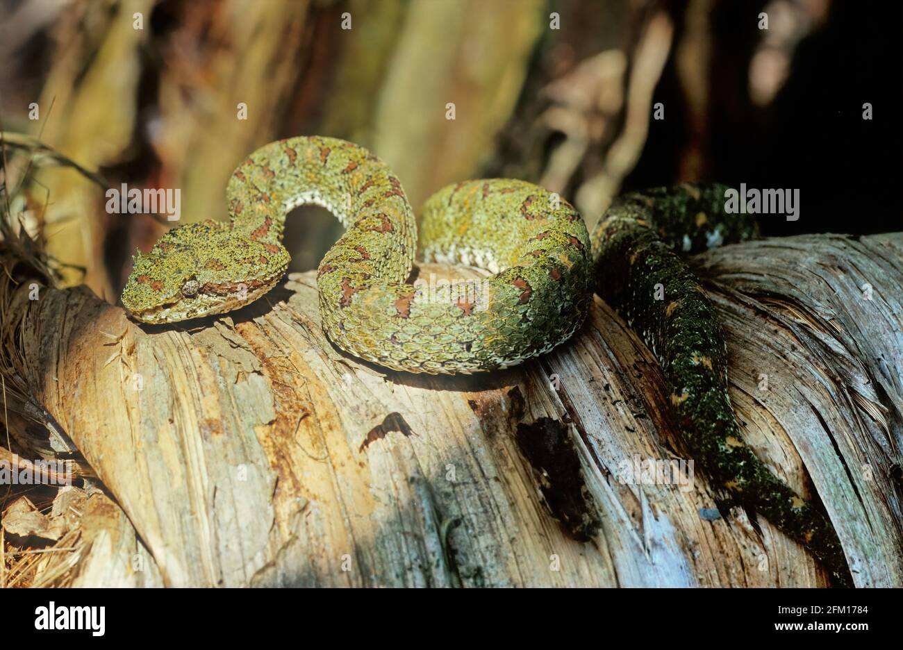 Bothriechis schlegelii, known commonly as the eyelash viper, is a ...