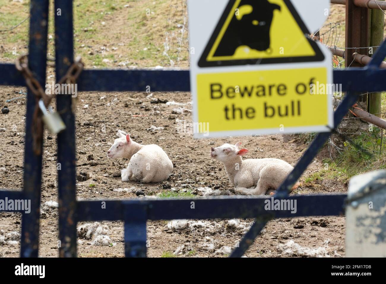 Beware sheep sign hi-res stock photography and images - Alamy