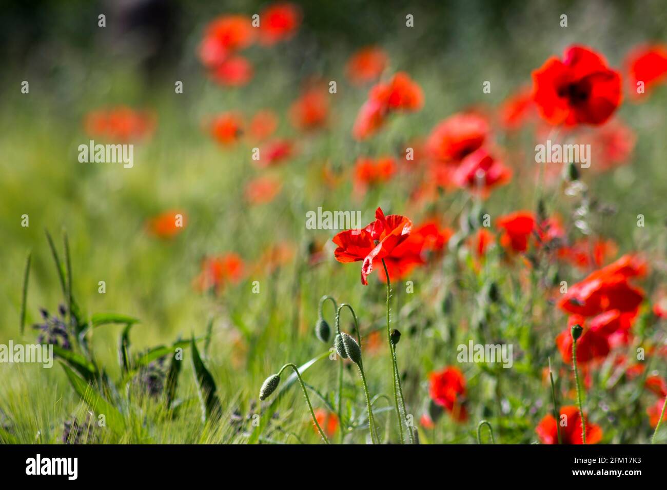wild poppy flowers - soft focus Stock Photo - Alamy