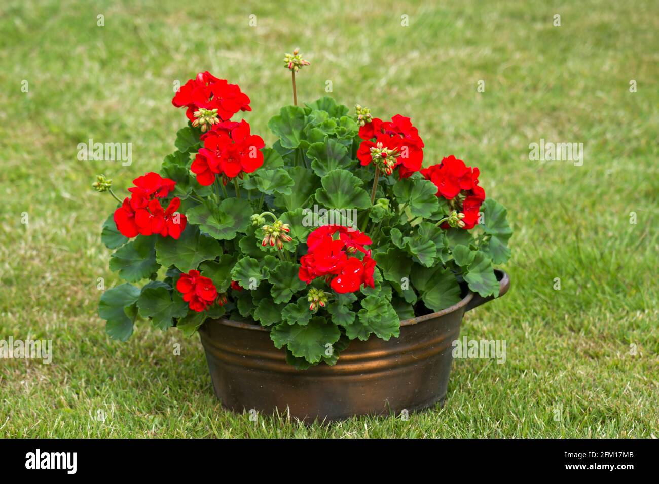 Metal pot with geranium zonal, pelargonium hortorum with red flowers ...