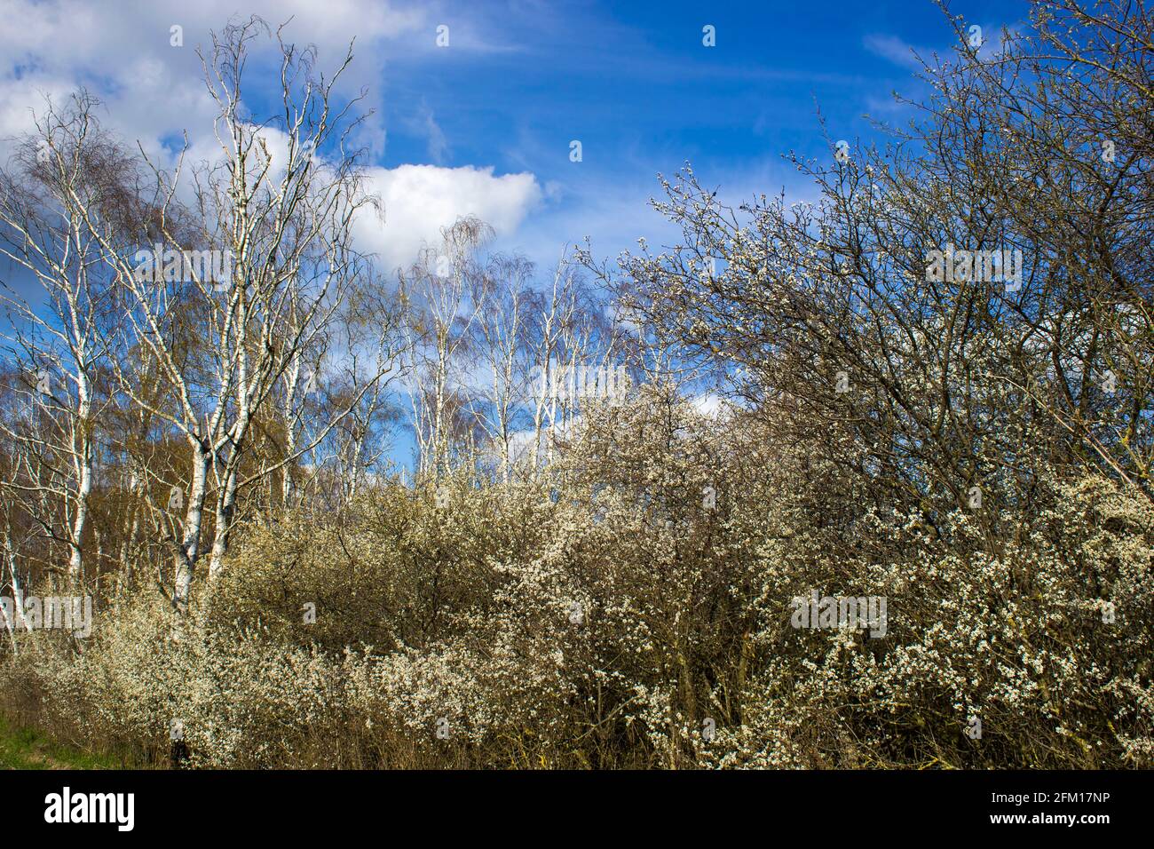 German countryside landscape with birch trees and bush, Lower Rhine ...