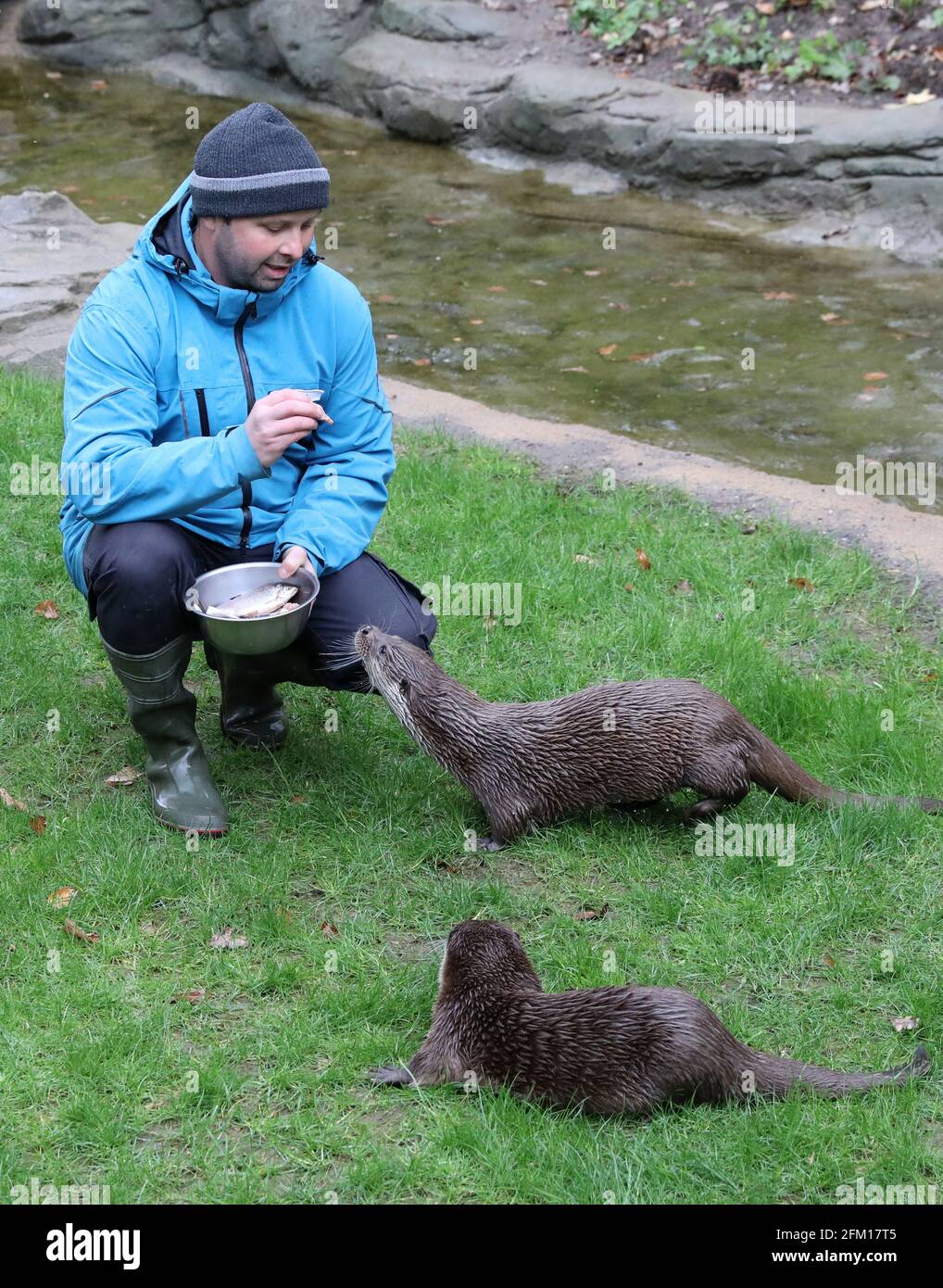 Four otters hi-res stock photography and images - Alamy