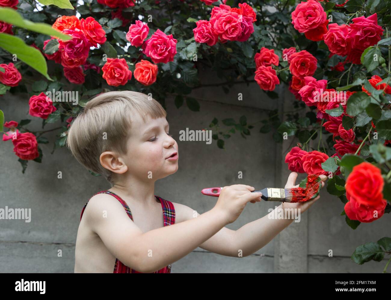 cute boy of 4 - 5 years old paints the leaves of a lush flowering bush ...