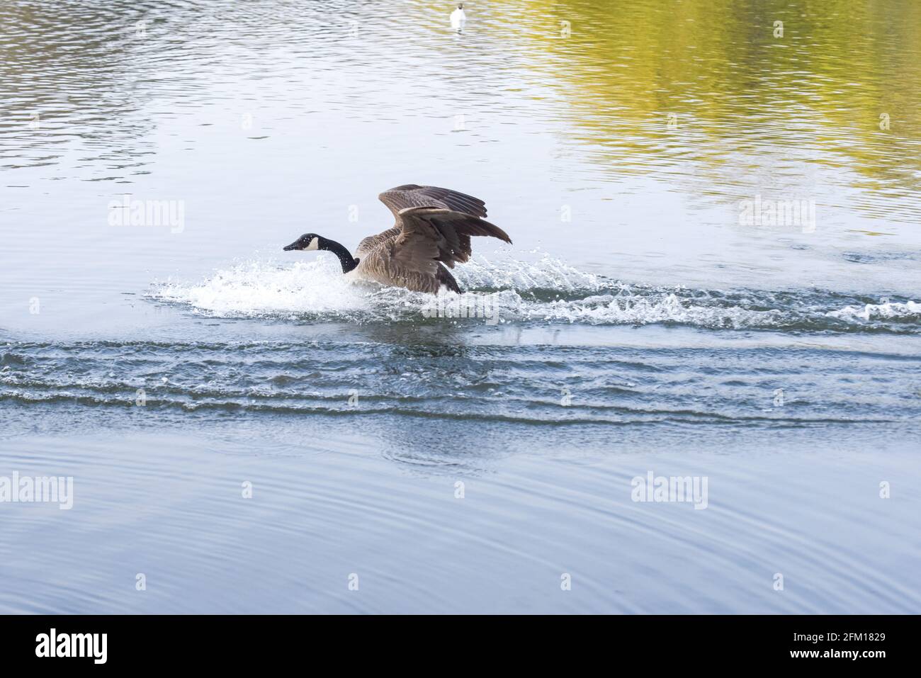 A Goose lands from flying into a lake of calm water Stock Photo - Alamy