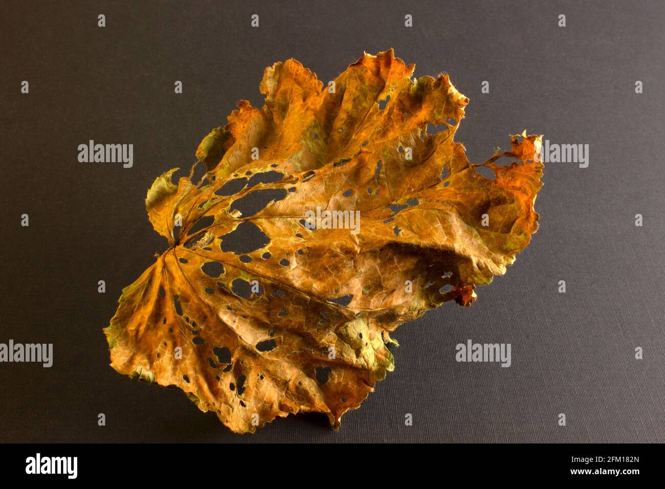 Curled dry dead leaf hi-res stock photography and images - Alamy