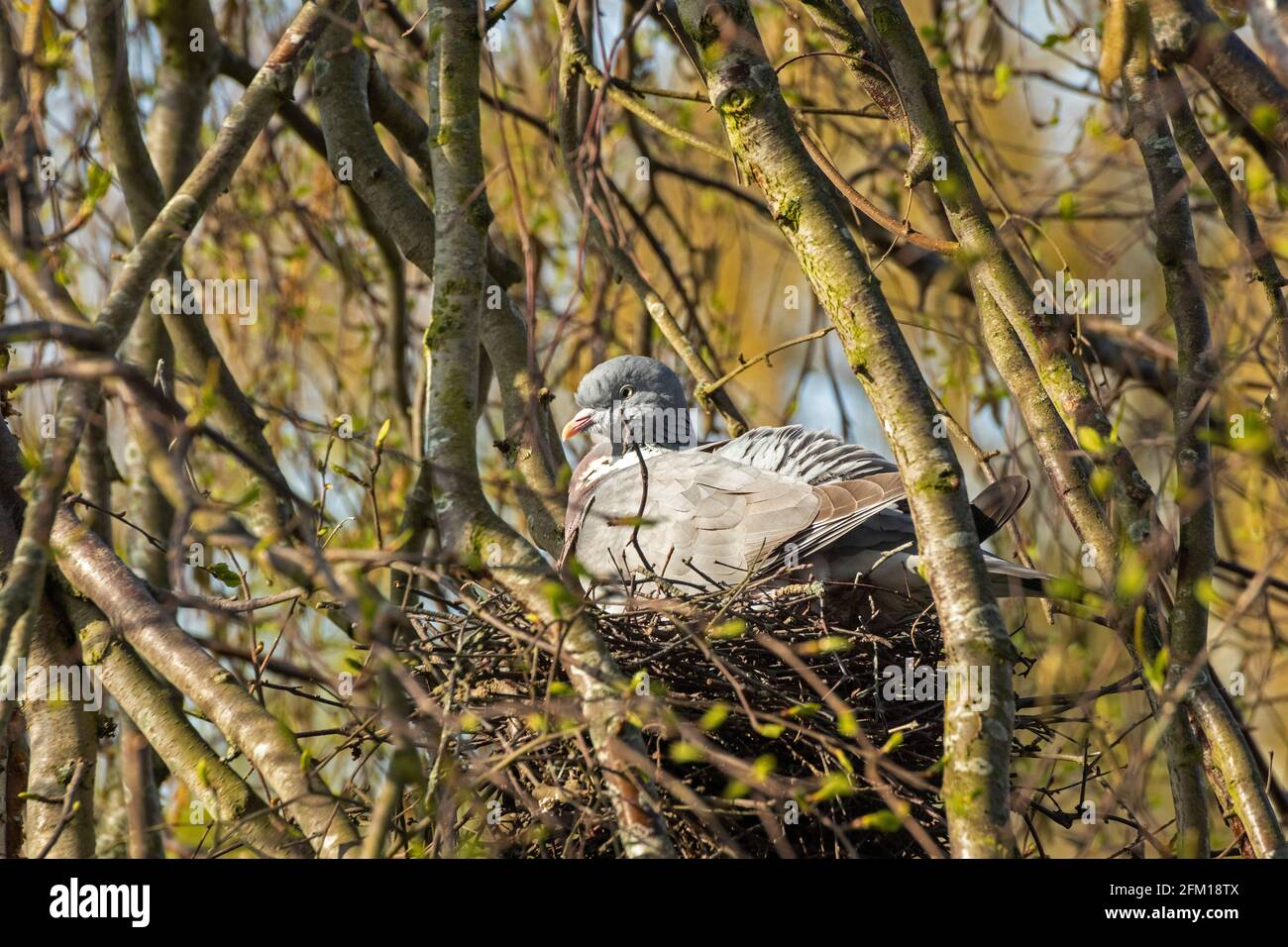 Brooding bird hi-res stock photography and images - Alamy