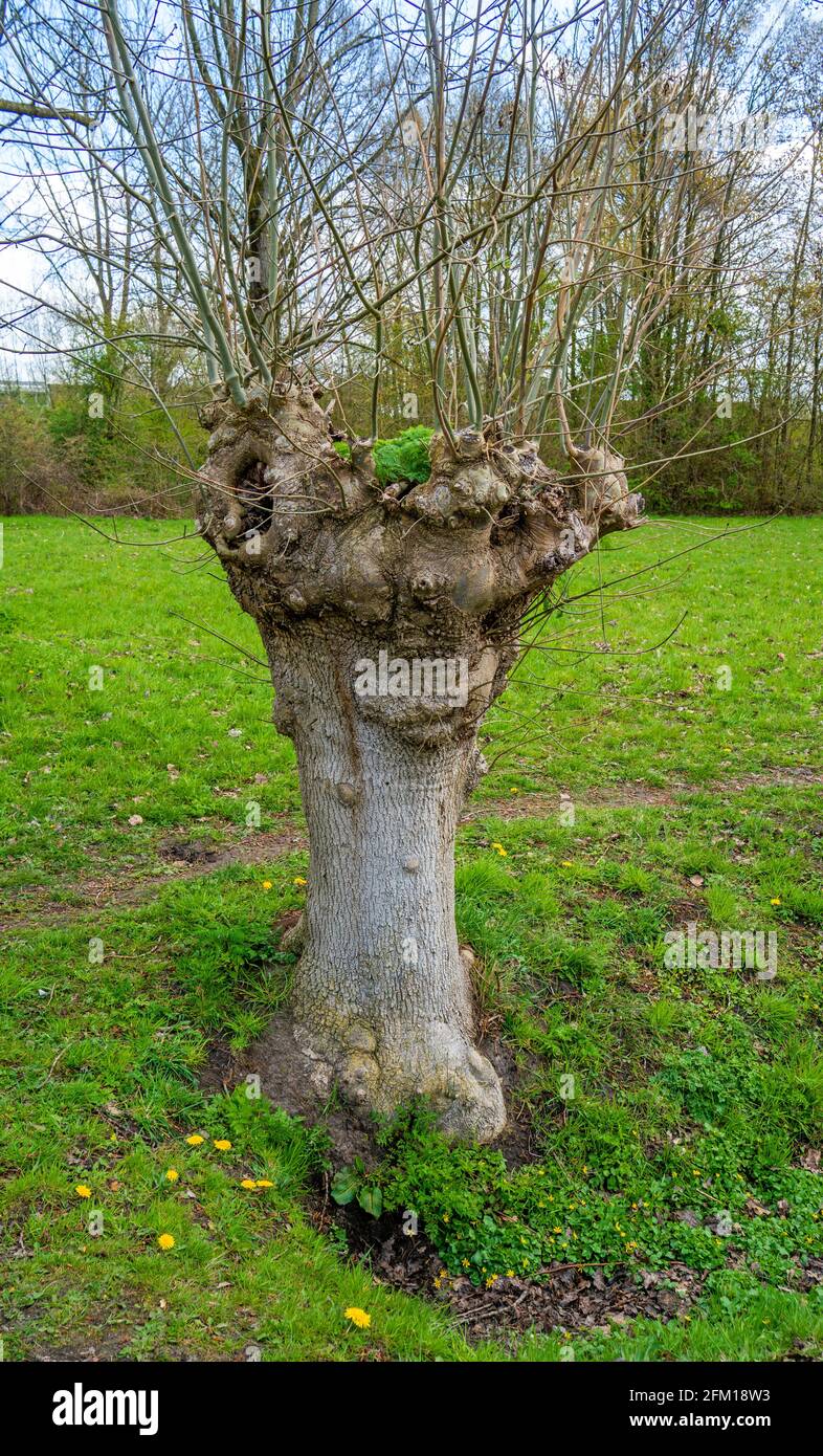 Close up of pollarded European ash (Fraxinus excelsior Stock Photo - Alamy