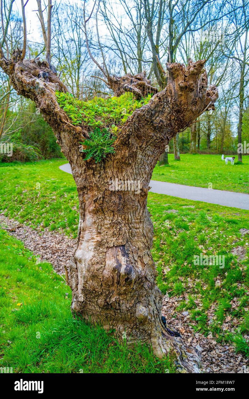 Close up of pollarded European ash (Fraxinus excelsior Stock Photo - Alamy