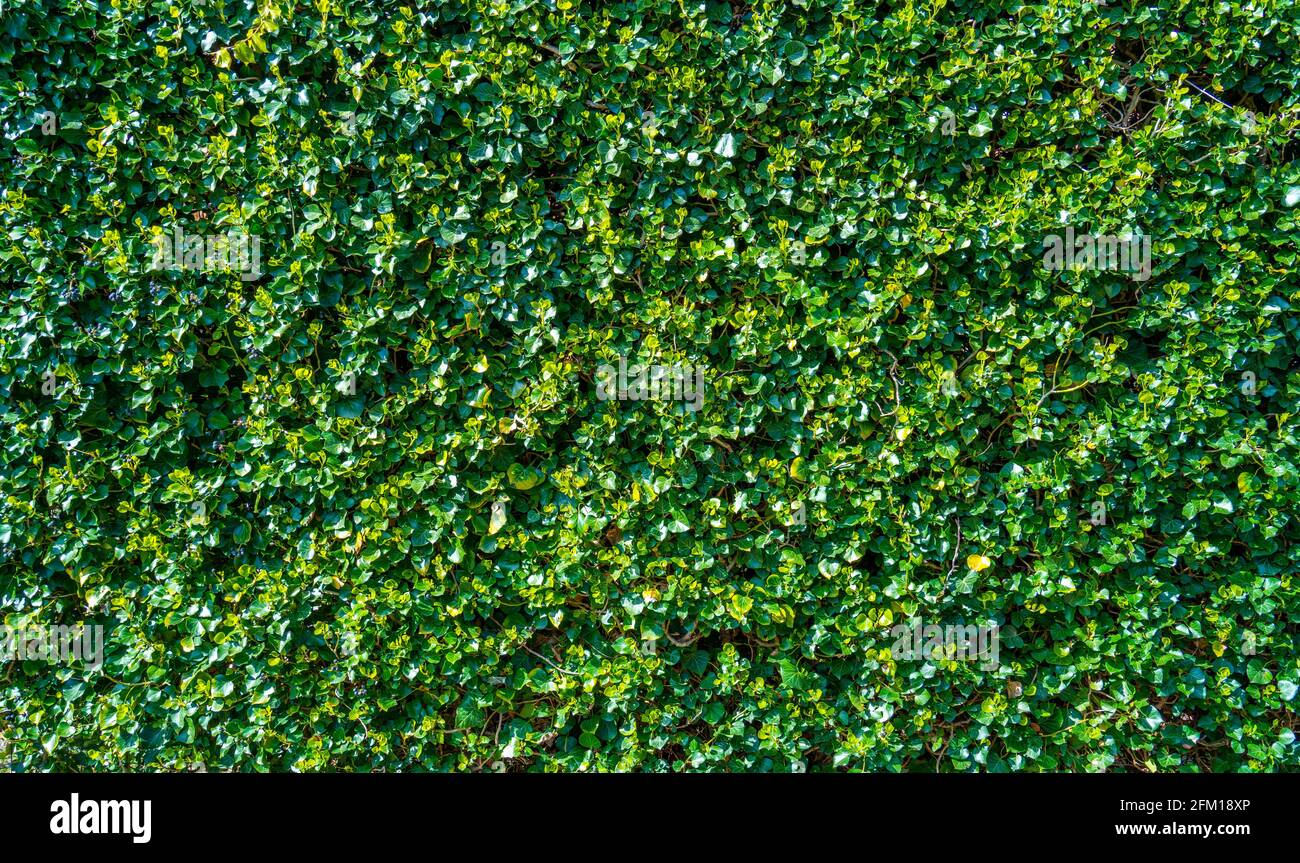 Background from Ivy leaves (Hedera helix Stock Photo - Alamy