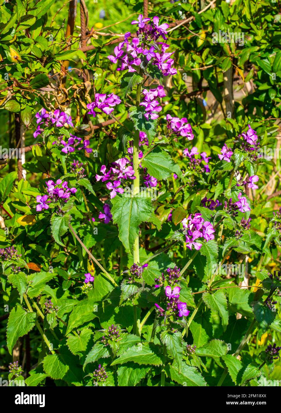 Lunaria annua honesty flower hi-res stock photography and images - Alamy