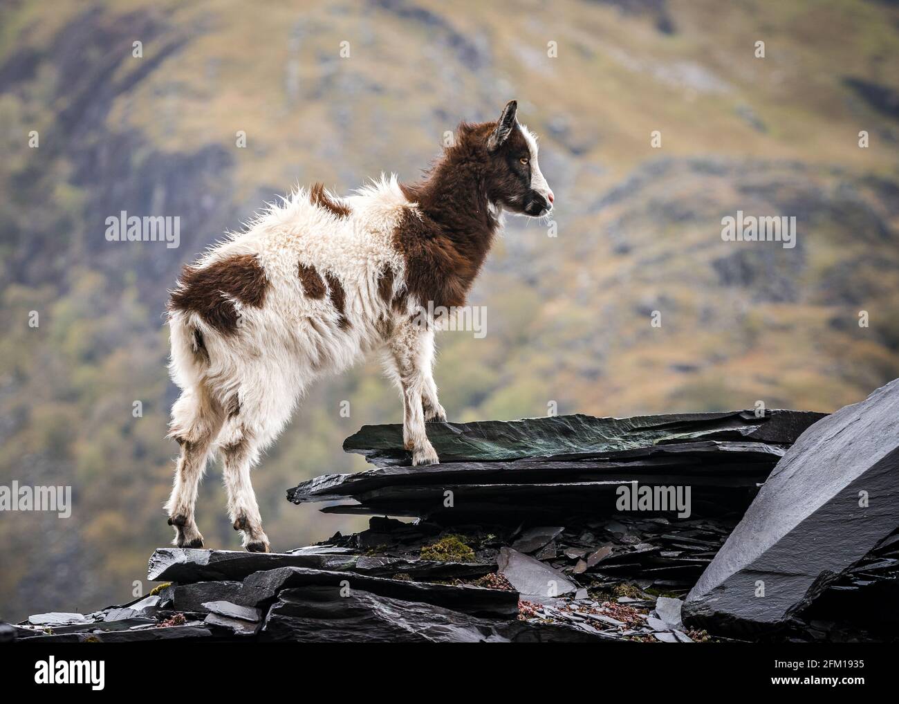Welsh mountain goats wild in rocky slate quarry mine hillside. Bearded ...