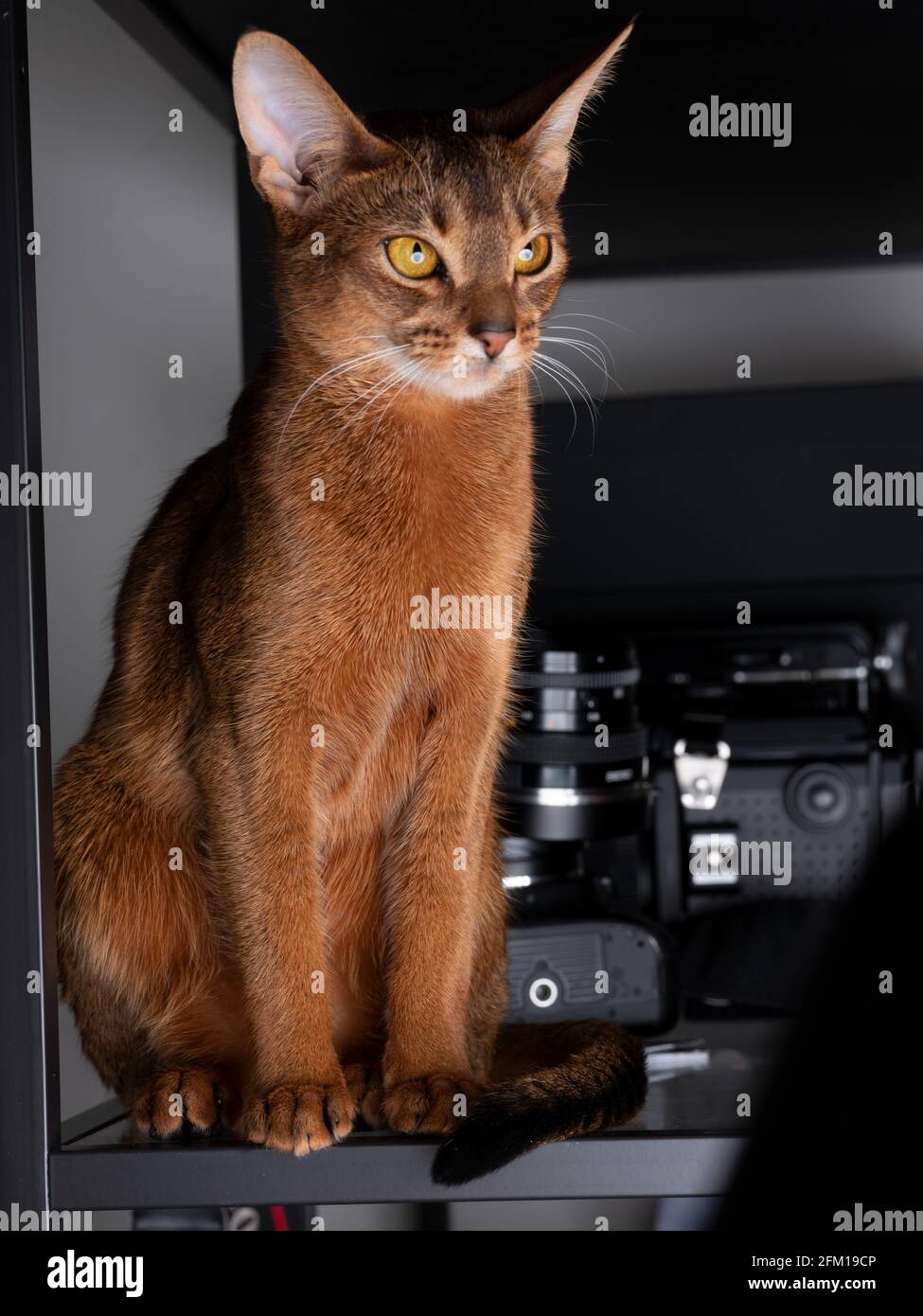 Abyssinian cat friend hi-res stock photography and images - Alamy