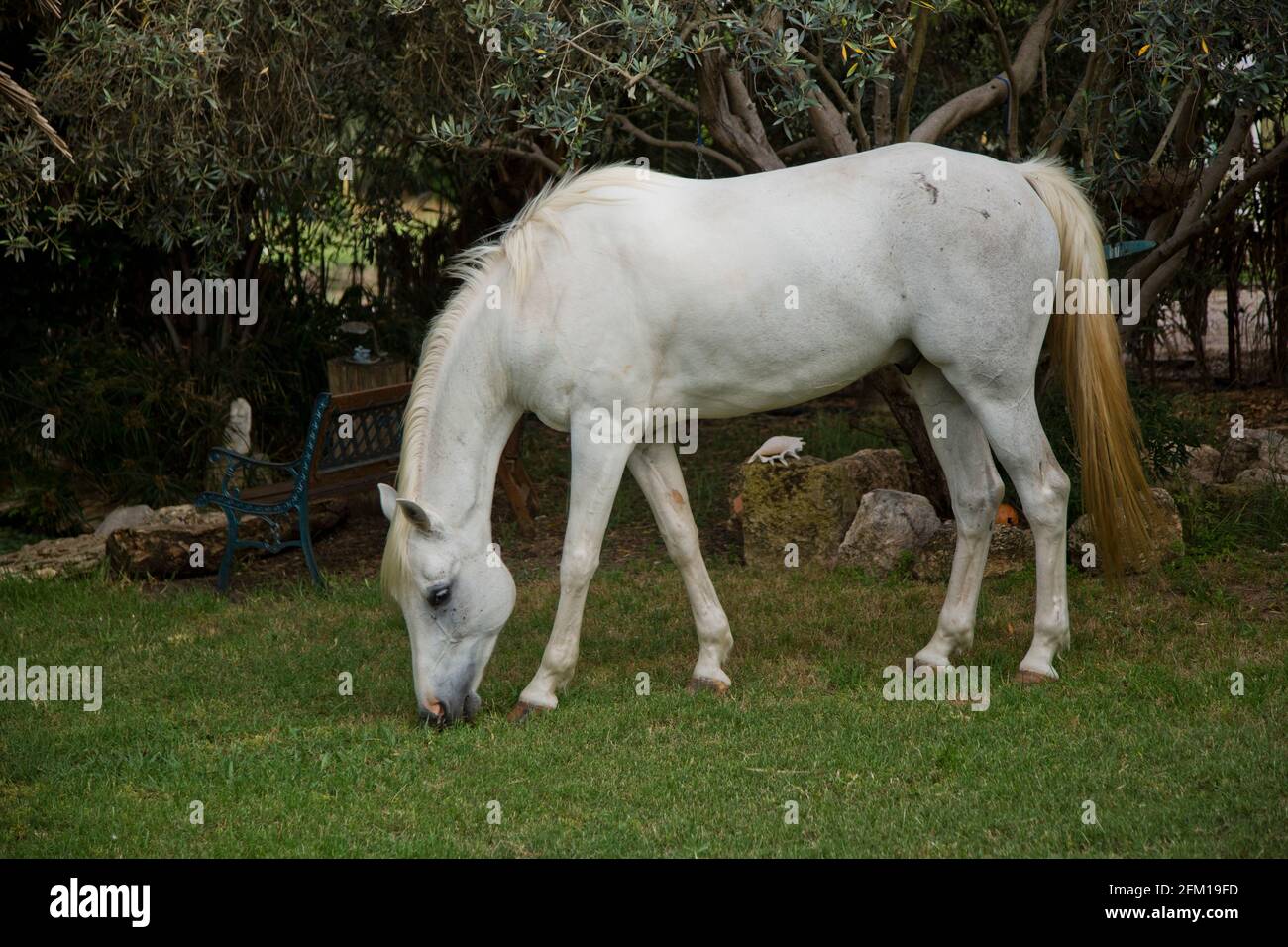 Yearlings hi-res stock photography and images - Alamy