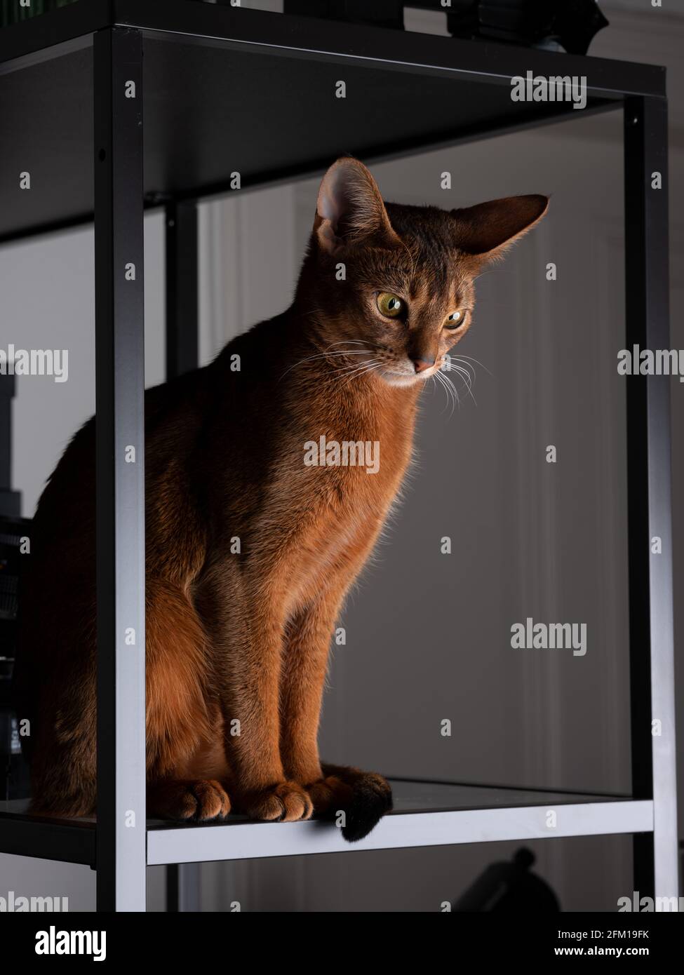 Portrait of an Abyssinian cat in the Photo Studio Stock Photo - Alamy