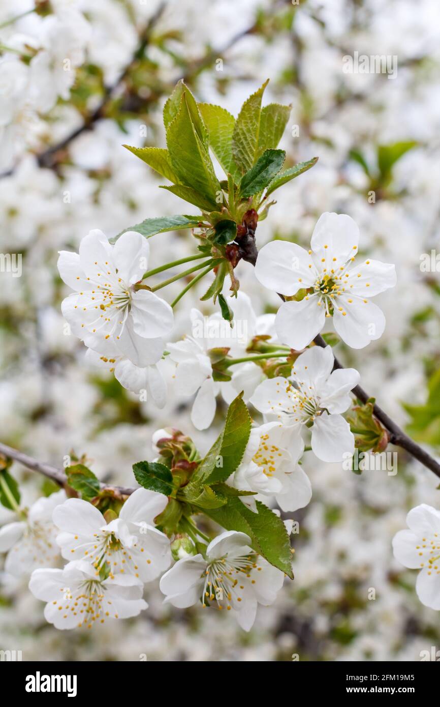 Branches of a blooming cherry tree in the spring orchard Stock Photo ...