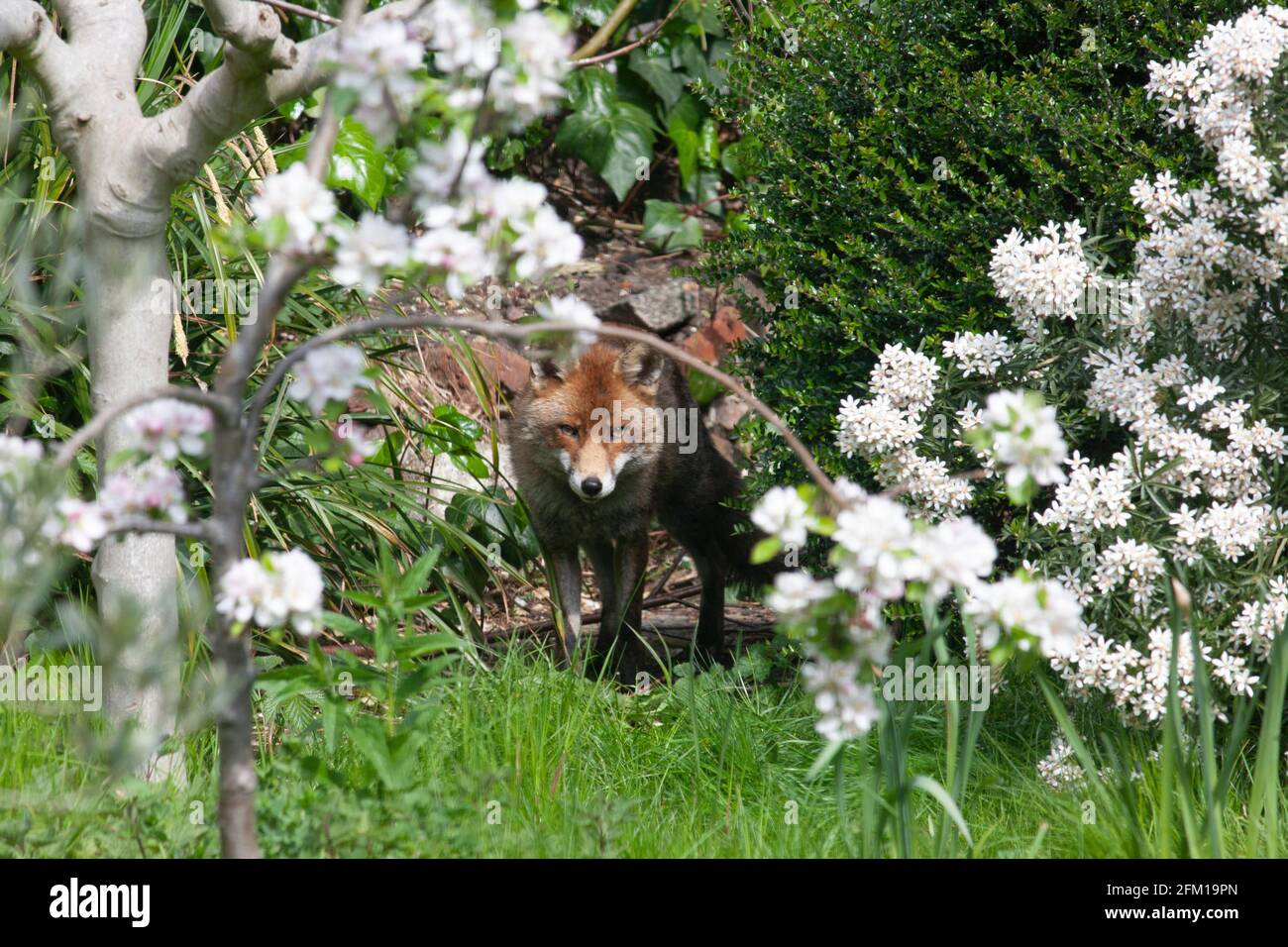 In a garden in Clapham, south London, a male fox relaxes on the lawn on ...