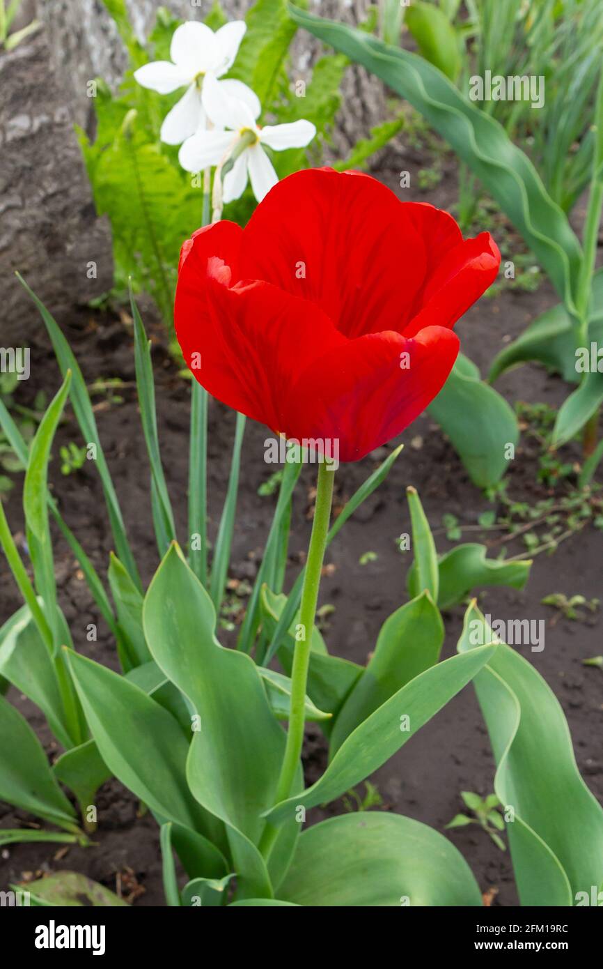 Red tulip growing on a flowerbed in the garden Stock Photo - Alamy