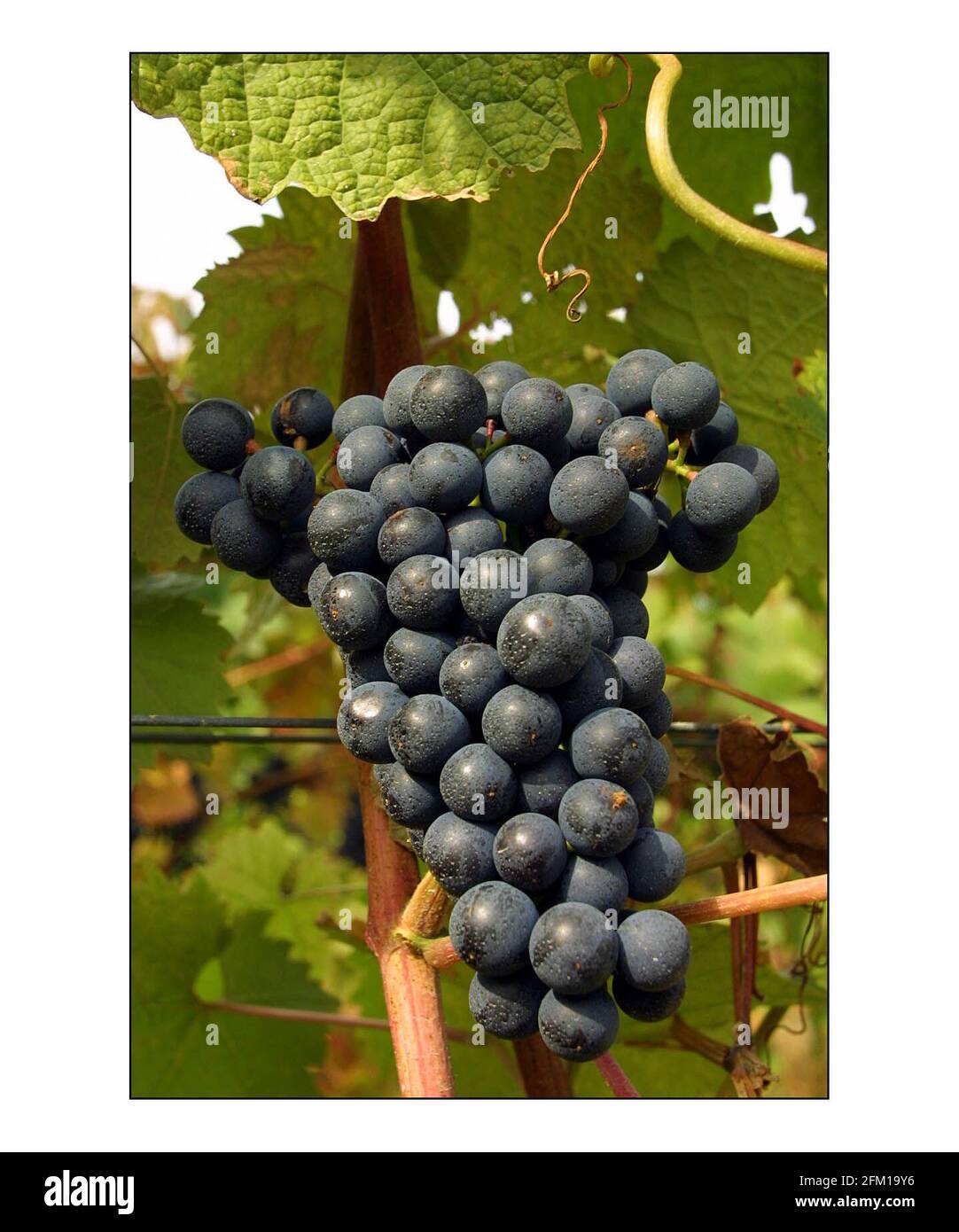 DENBIES WINE ESTATE........Pino Noir grapes on the largest wine farm in ...