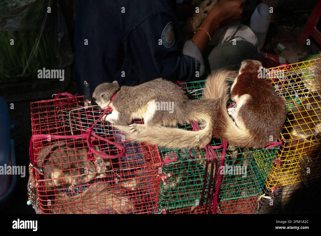 Wild animals on sale at a stall at the animal market in Bangkok ...