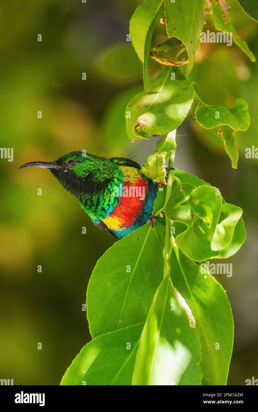 Beautiful Sunbird - Cinnyris pulchellus, beautiful small perching bird ...