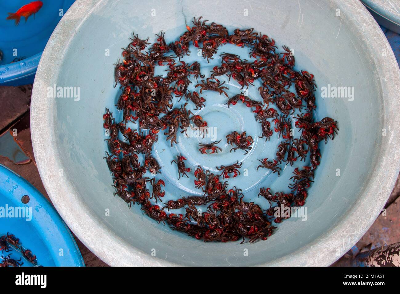 Insects on sale at a stall at the animal market in Bangkok, Thailand ...