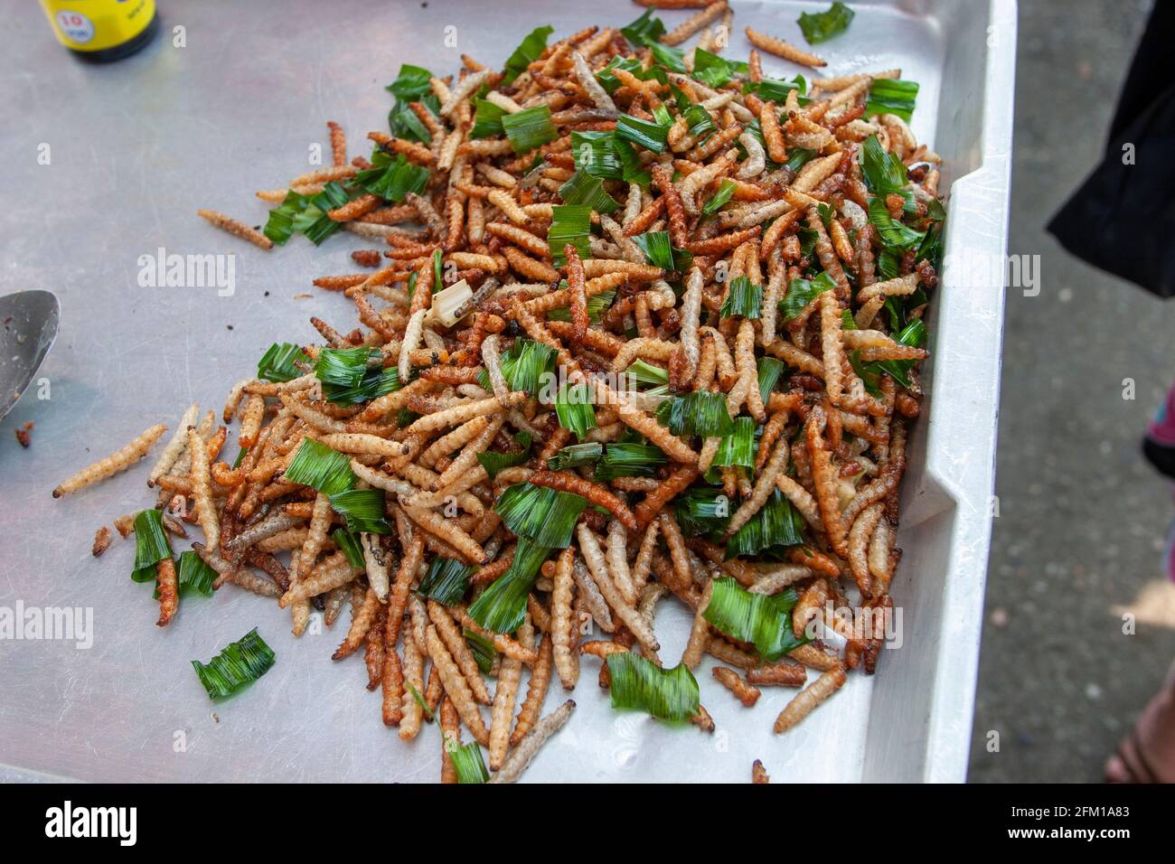 Insects on sale at a stall at the animal market in Bangkok, Thailand ...