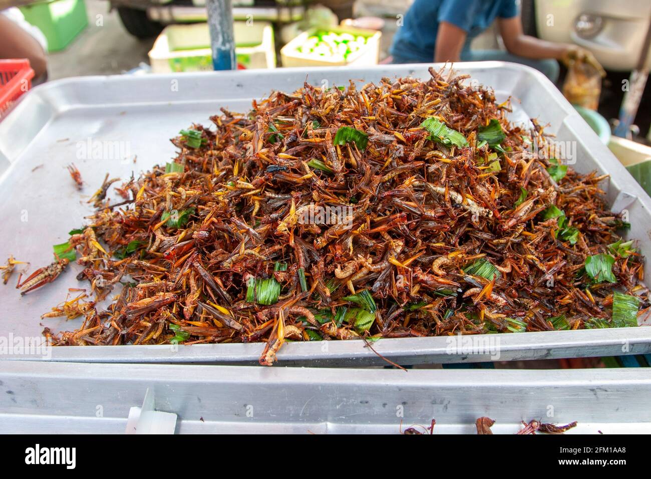Insects on sale at a stall at the animal market in Bangkok, Thailand ...