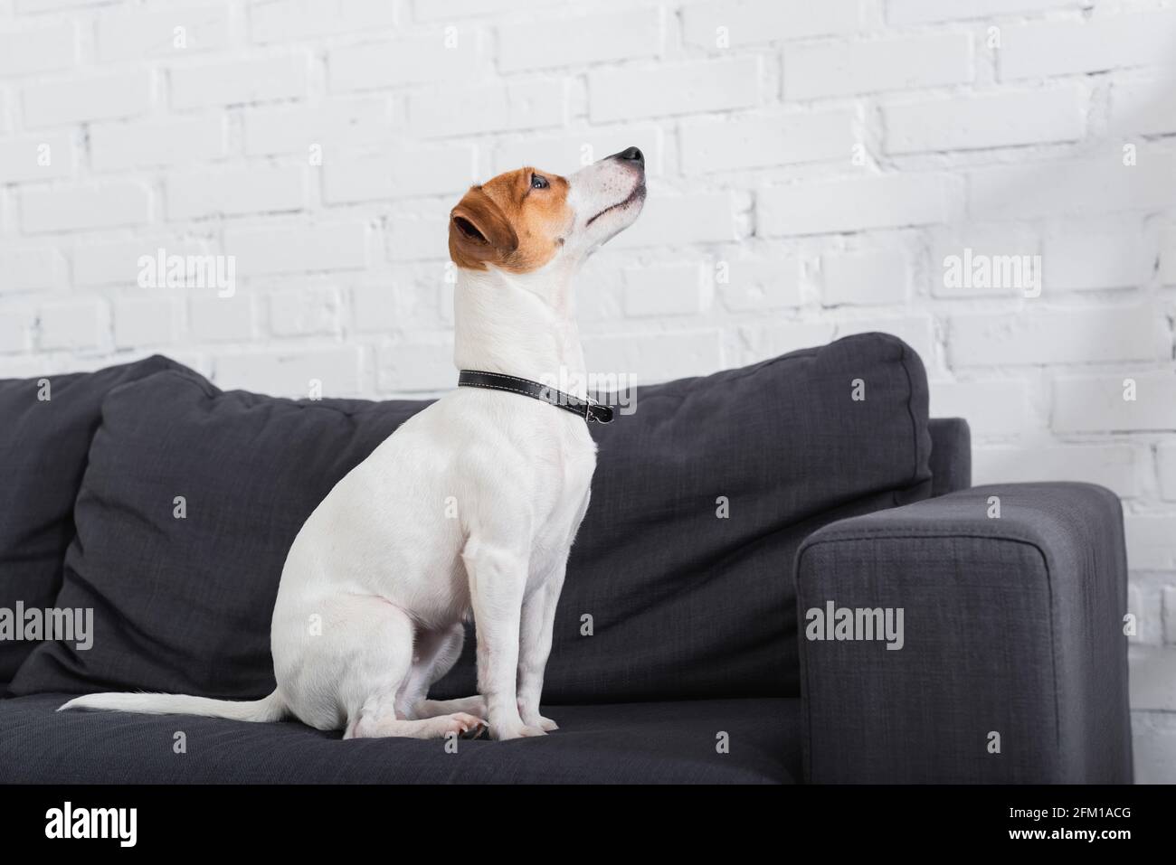 jack russell terrier looking away while sitting on couch Stock Photo ...