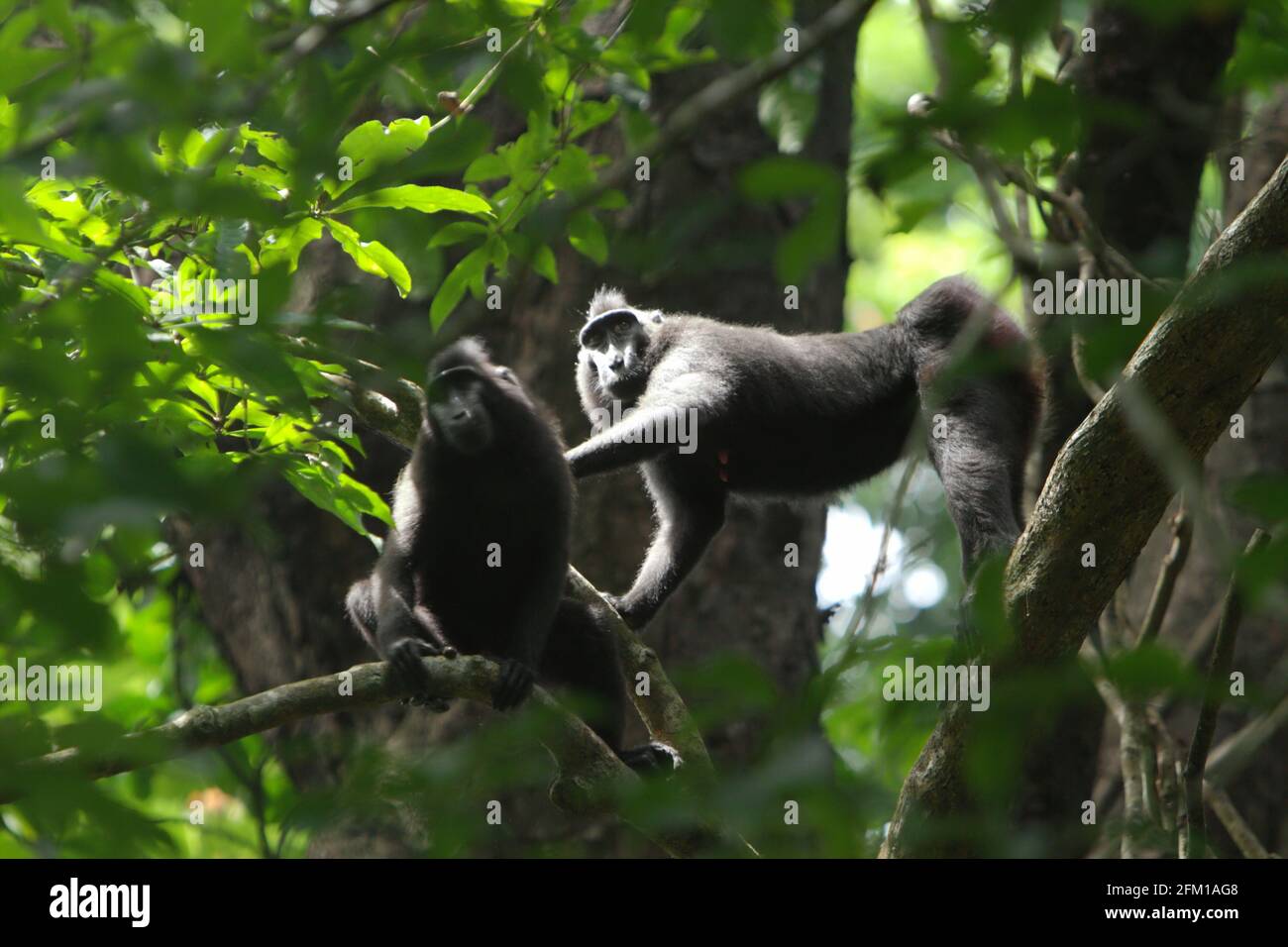 Crested macaques roaming and foraging on tree. Foraging is one of the ...