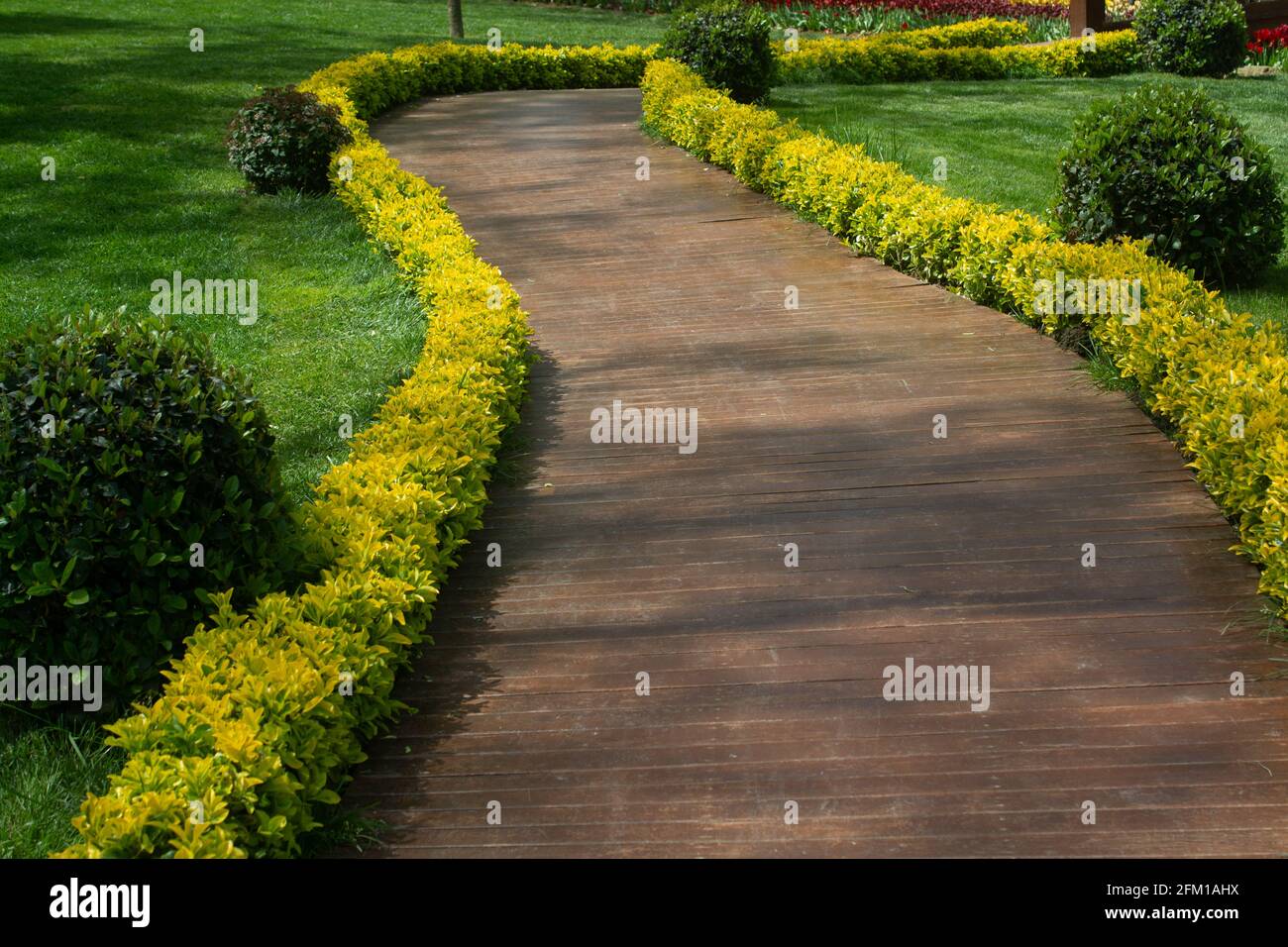 Wooden walkway through a park lined with yellow plants Stock Photo - Alamy