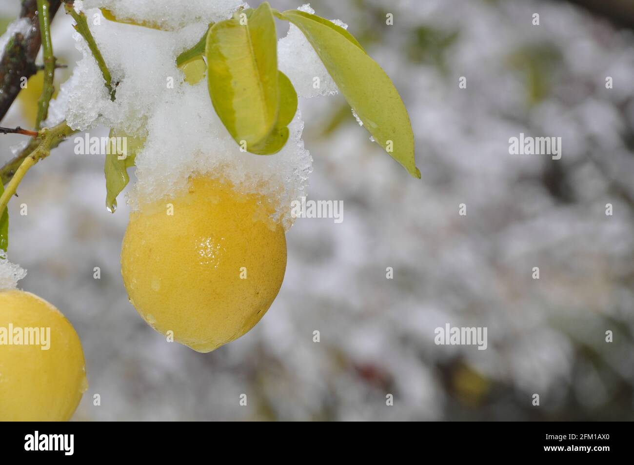 lemon fruit on a tree is covered by snow in a garden photographed in ...