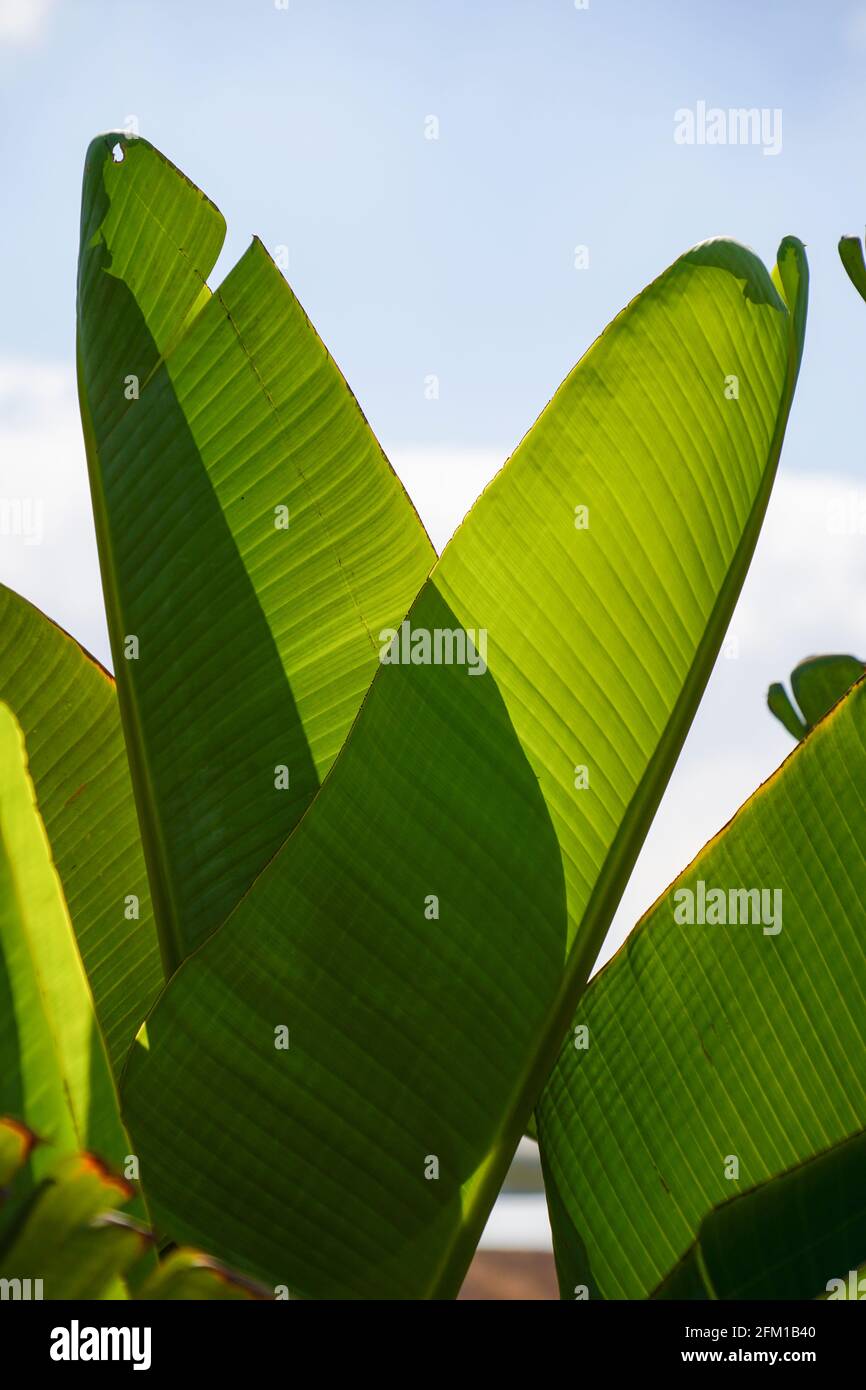 Tropical grass hi-res stock photography and images - Alamy