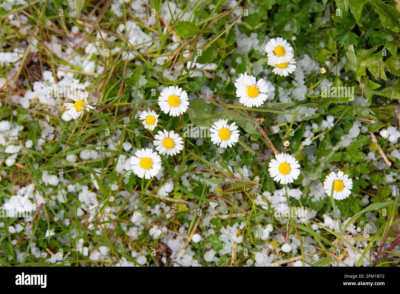 Hail stones flowers hi-res stock photography and images - Alamy